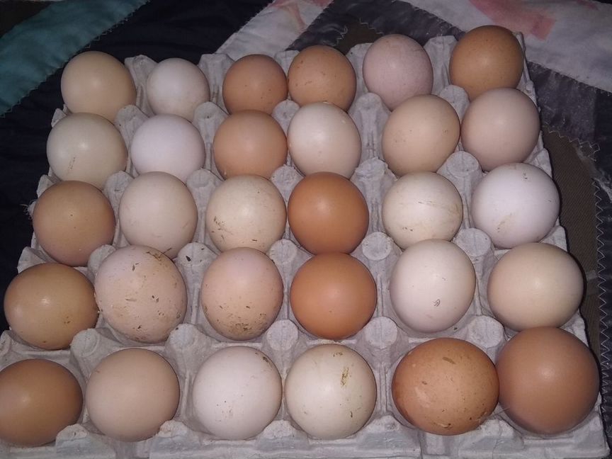 Инкубационное яицо от кур
