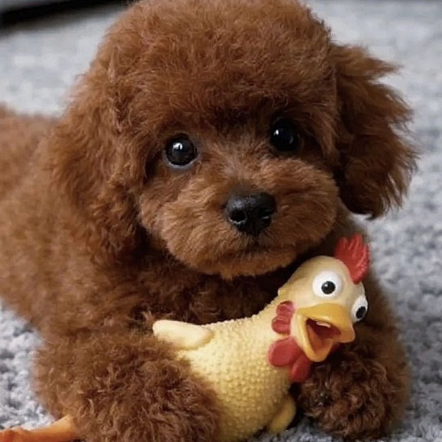 Той-пудель, щенок