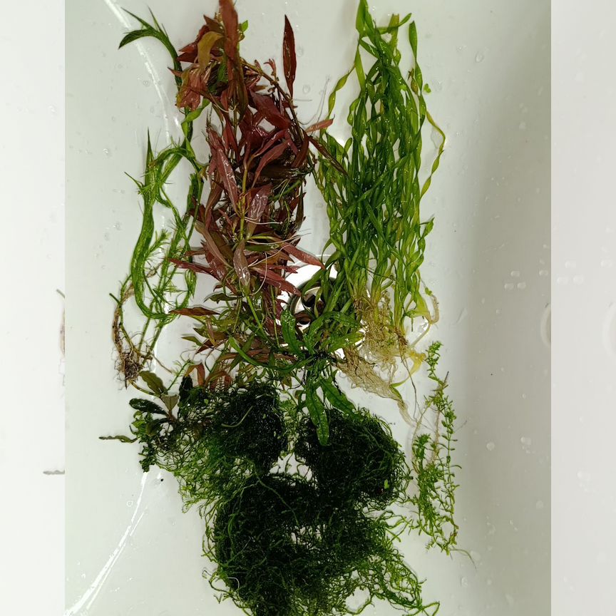 Прополка аквариумных растений