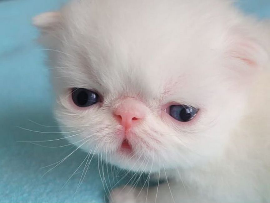 Котята персы