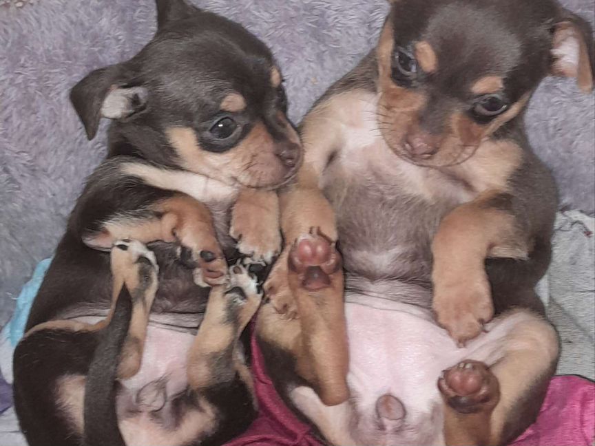 Мини той-терьеры щенки