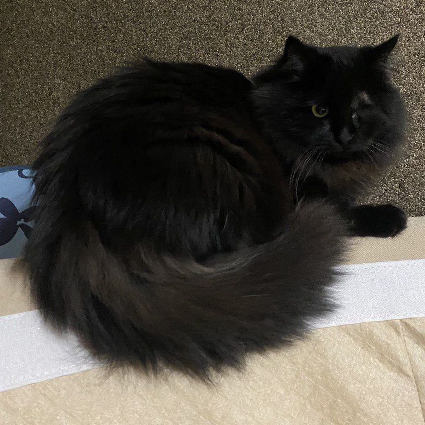 Котик Пират молодой