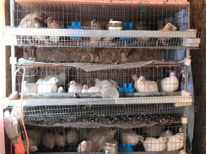 Продаём перепелок с домиком под ключ