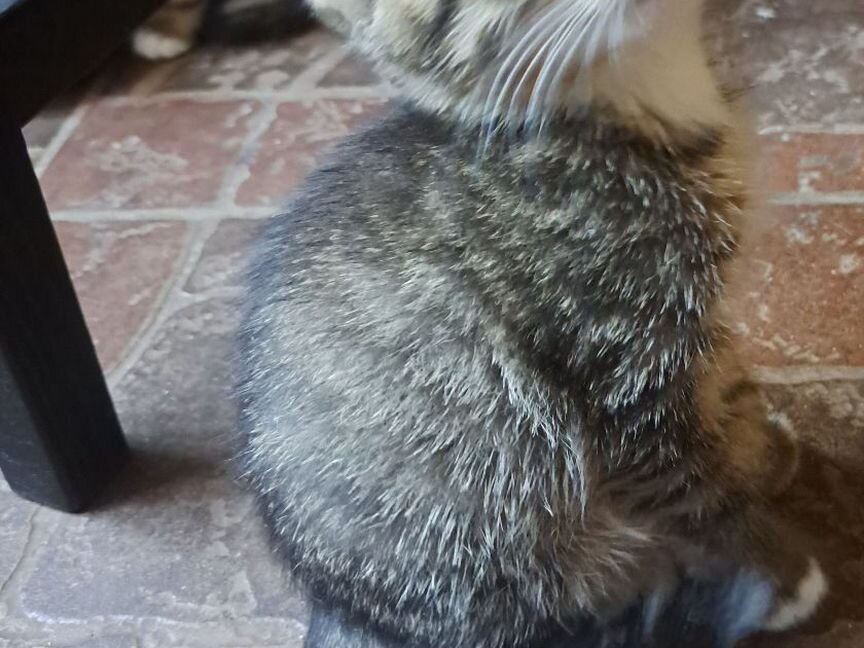 Котёночек ищет свой дом