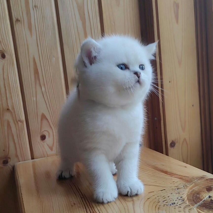 Шотландский котенок серебристая шиншилла