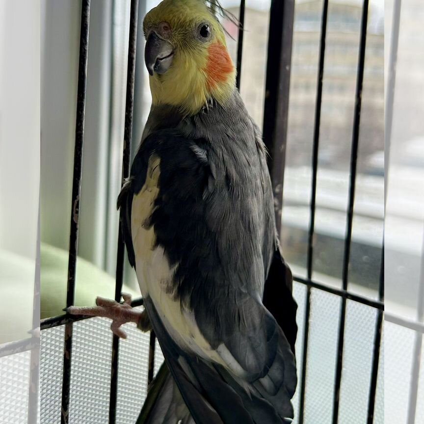 Попугай корелла мальчик