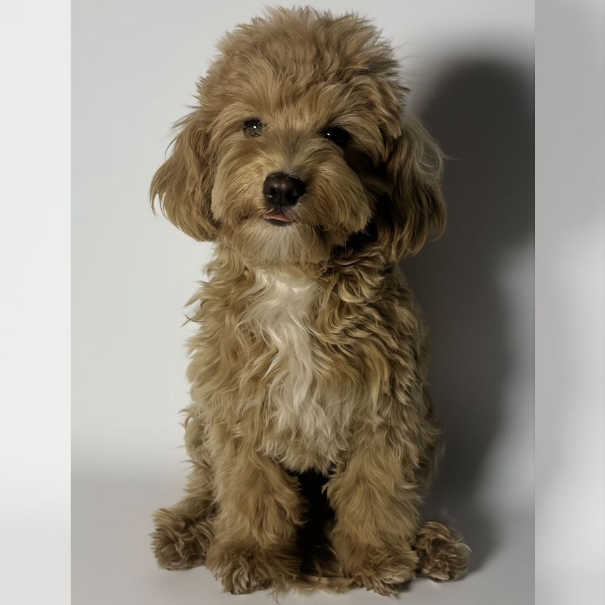 Мальтипу, щенок