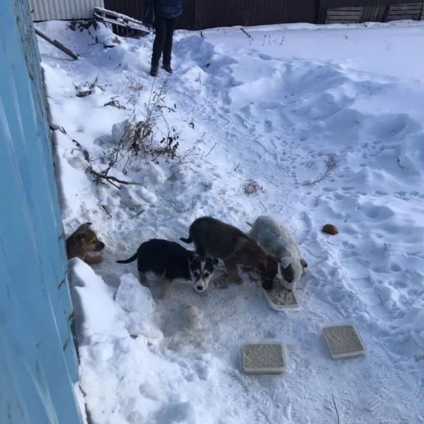 Щенки