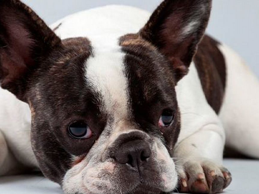 Отдам В добрые руки французика