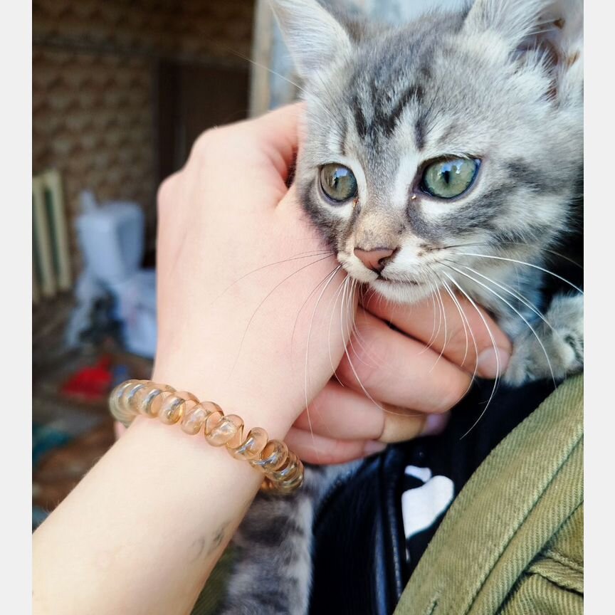 Отдам котенка в добрые руки