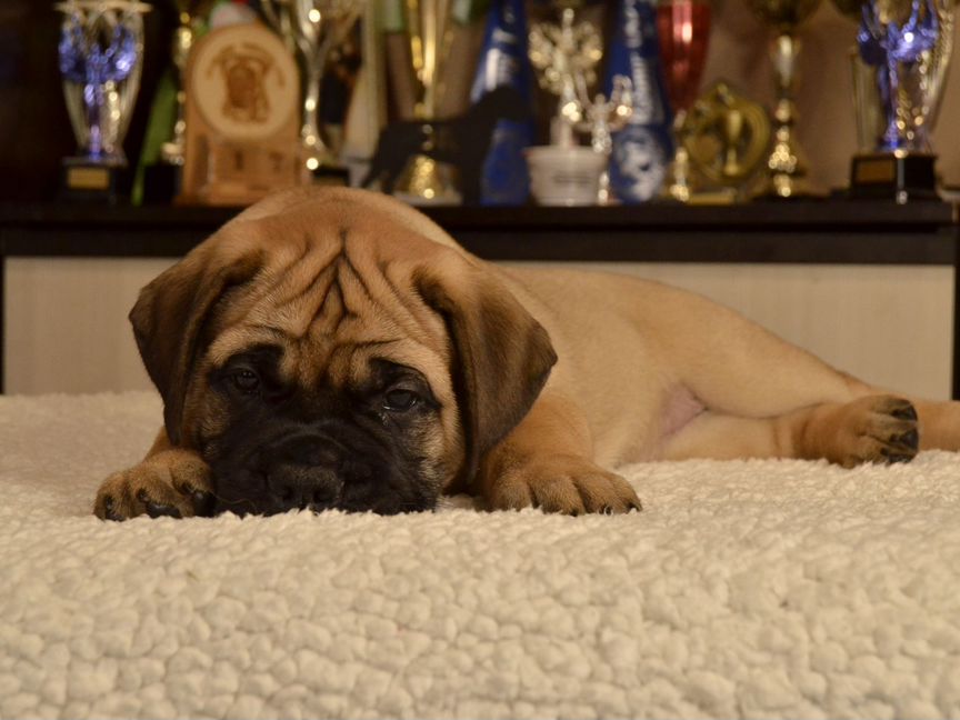 Щенки бульмастифа