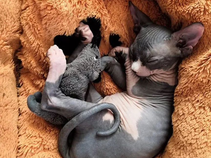 Канадский/донской сфинкс малыш