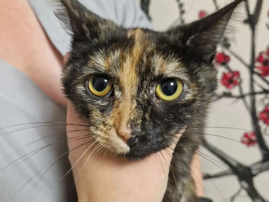 Кошка в дар