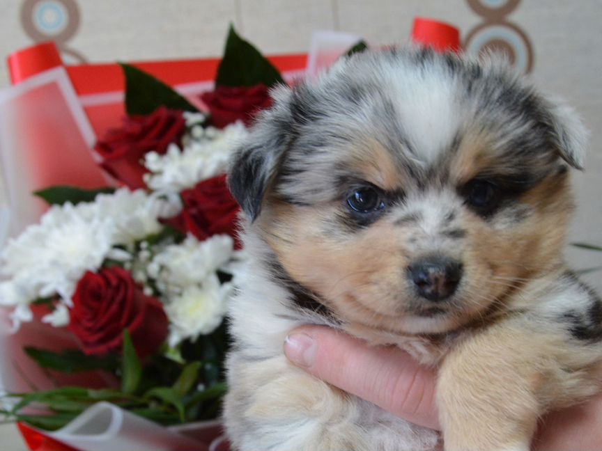 Очаровательный щенок шпица