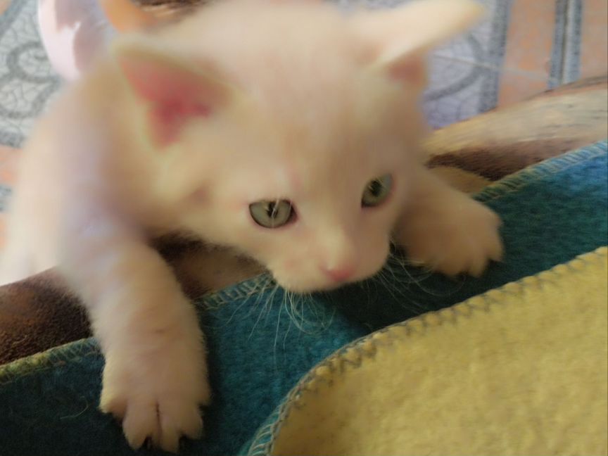 Рыжий котенок