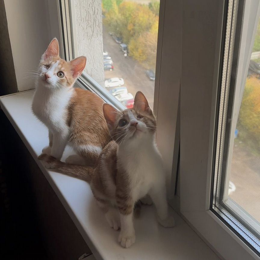 Котята в добрые руки