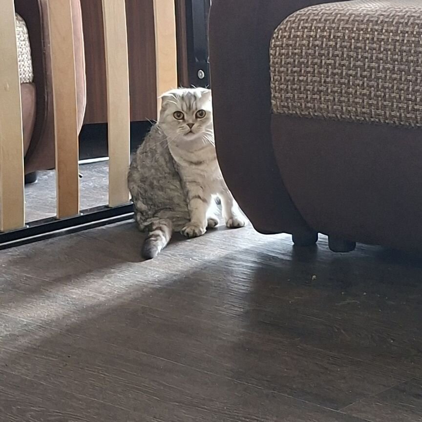 Шотландская вислоухая короткошёрстная, взрослая кошка