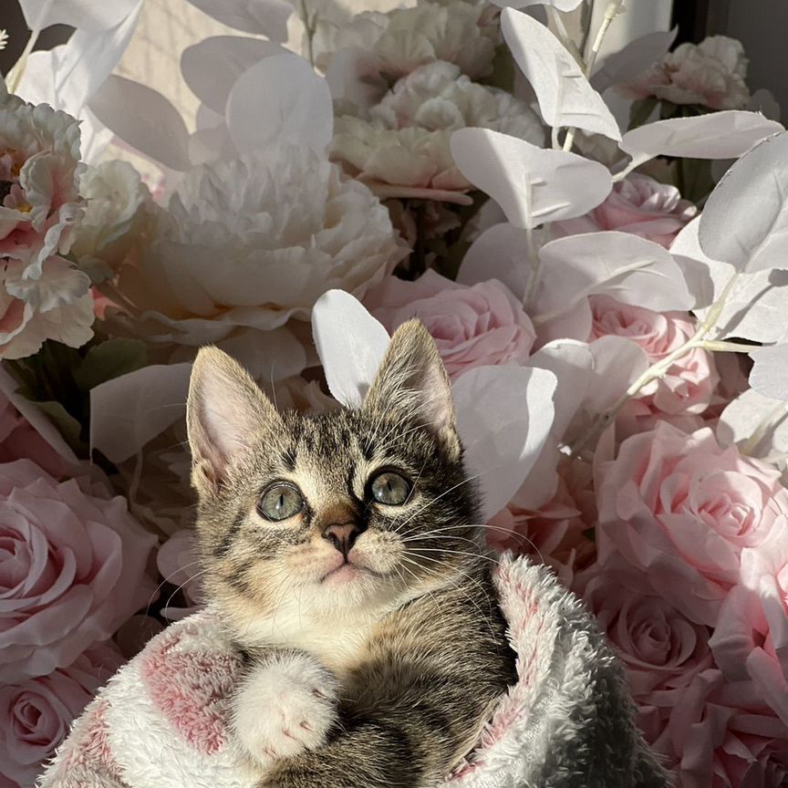 Котенок в добрые руки
