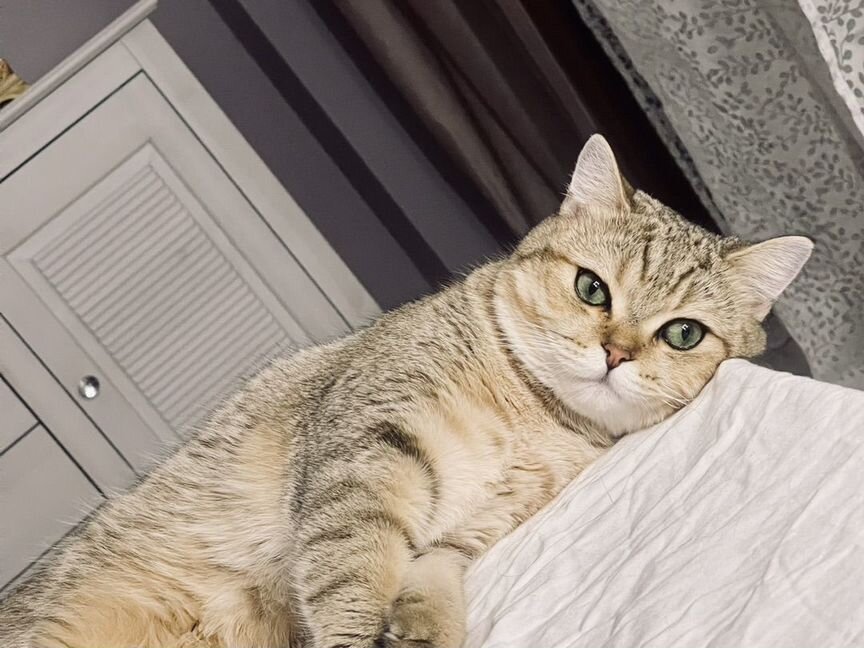 Ищем кошку для вязки