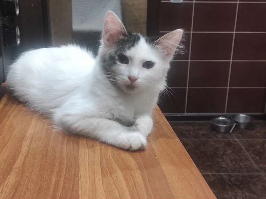 Котенок мальчик 3.5 мес