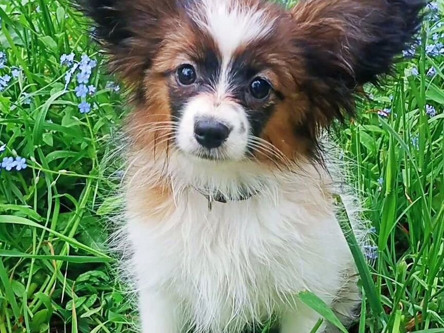 Щенок папийона