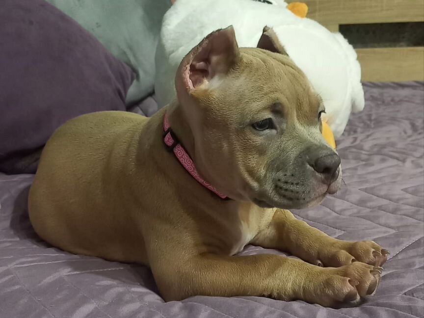 Булли девочка стандарт/классик