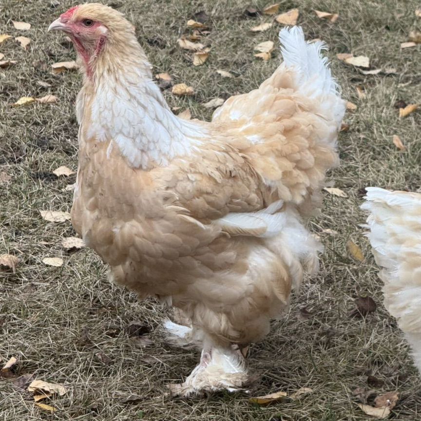 Инкубационное яйцо кур брама