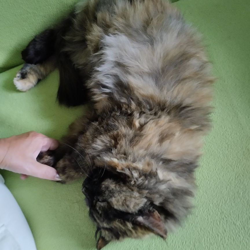 Кошка в промзоне