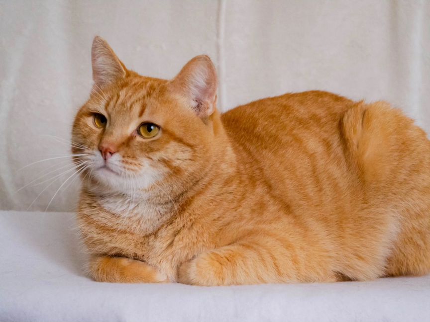 Рыженький котик -пирожочек
