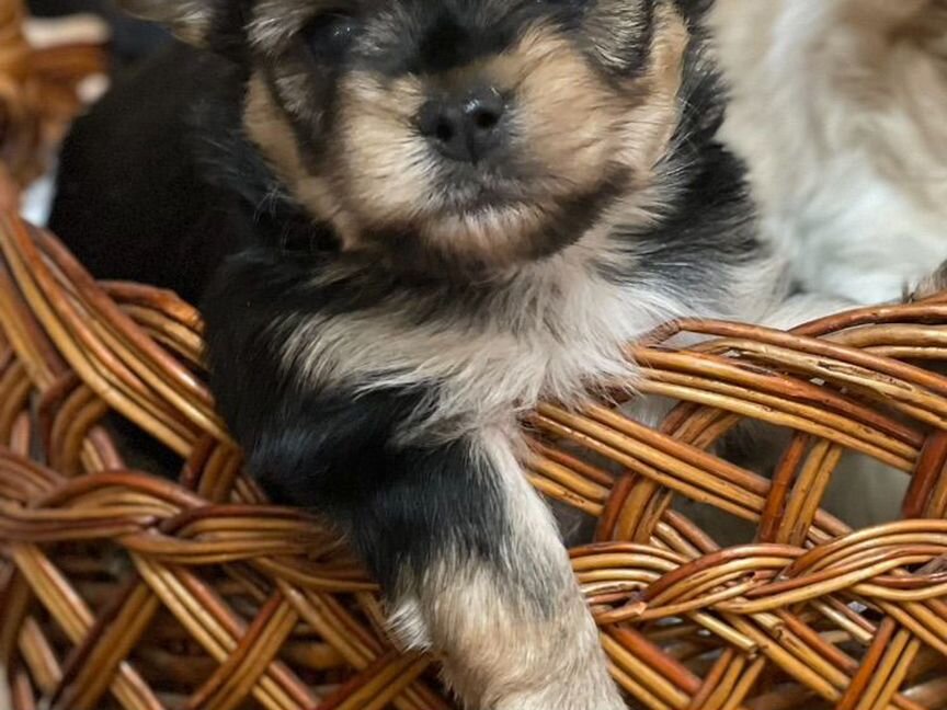 Очаровательный мальчишка