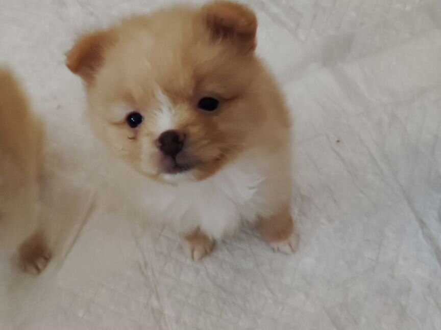 Малый немецкий шпиц щенки