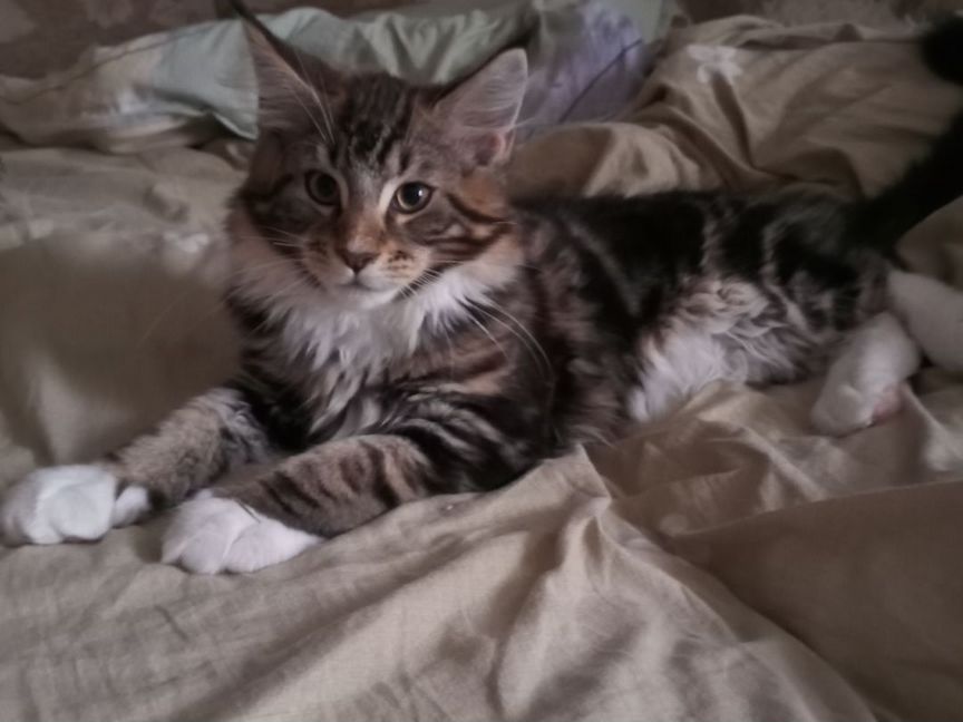 Котята мейн-кун