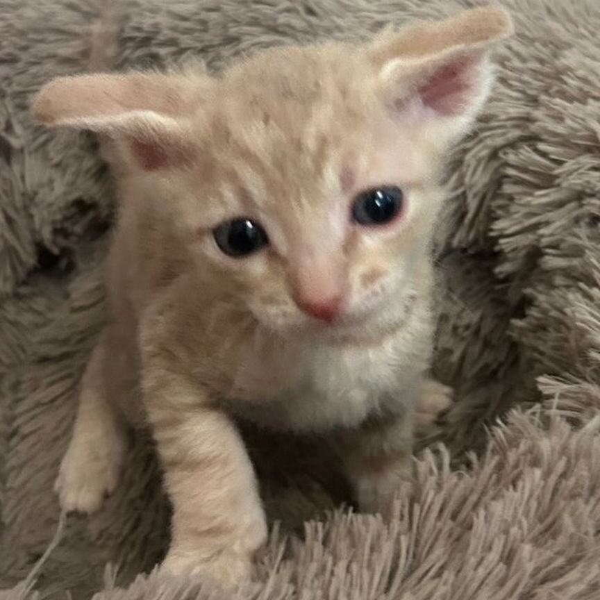 Донской сфинкс котёнок
