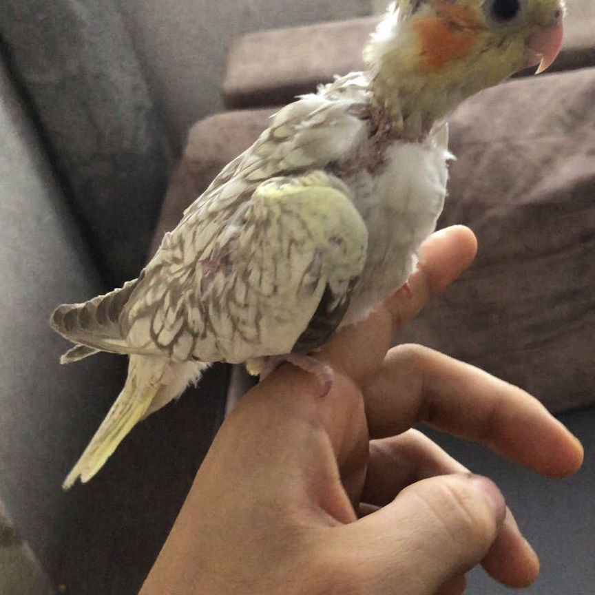 Попугай корелла птенцы ручные