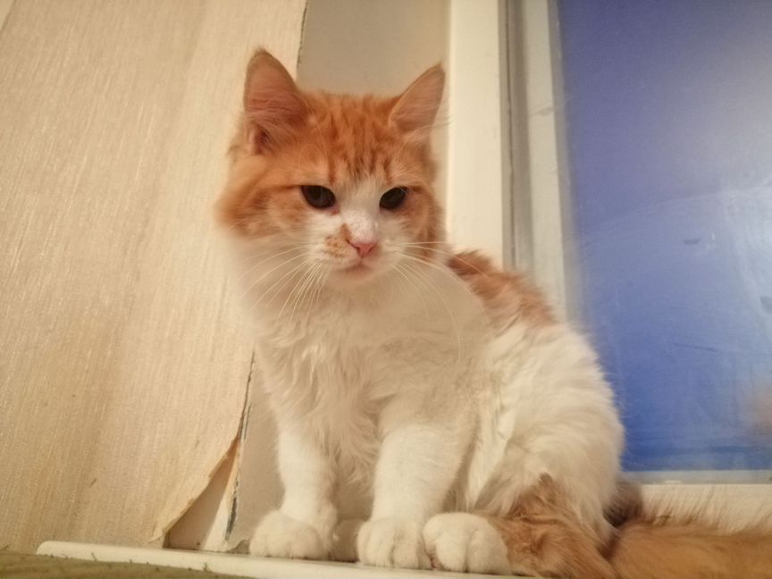 Амурчик - Пломбирчик ищет нового друга