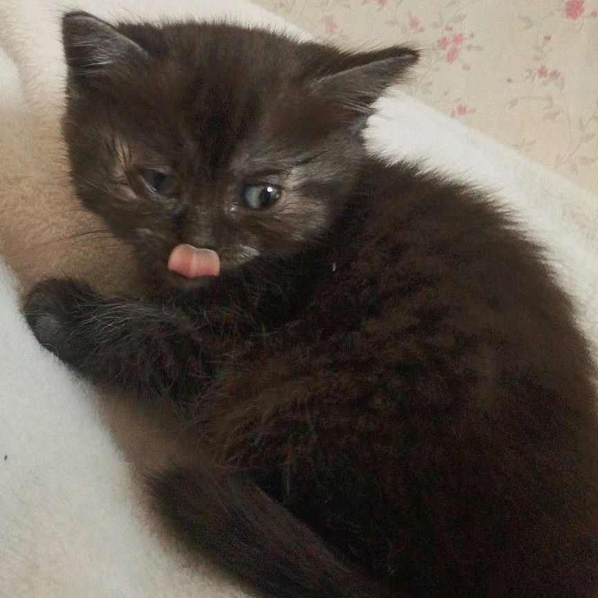 Котята вислоухие