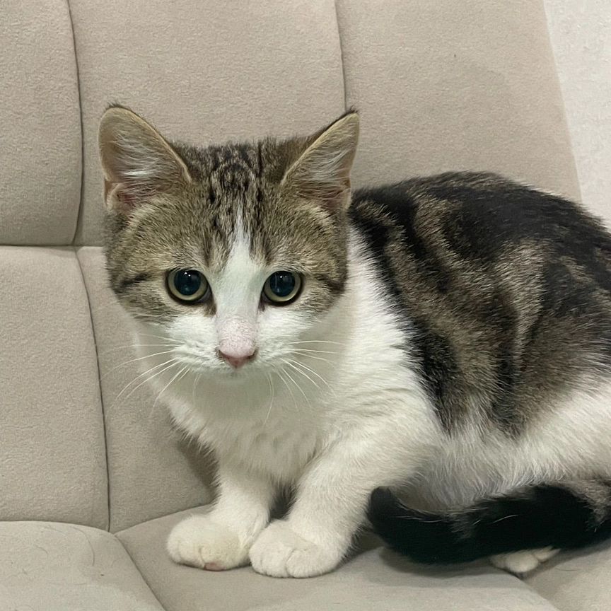 Котенок девочка в добрые руки