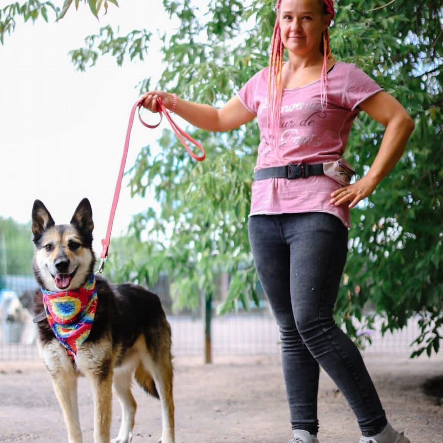 Одинокая спокойная собака