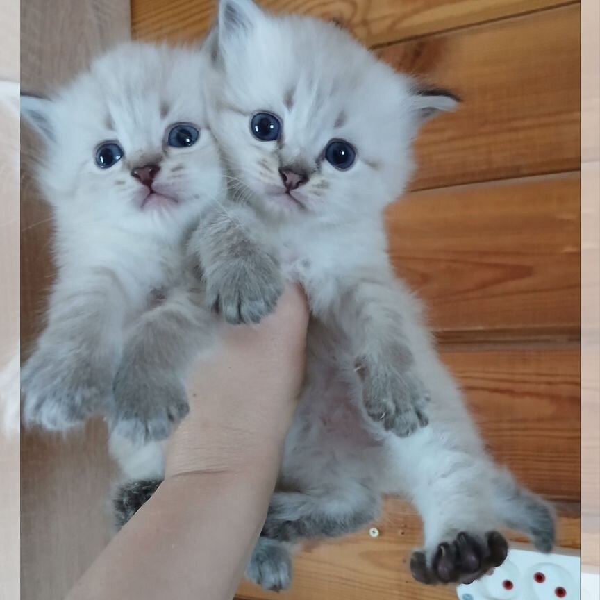 Невский маскарадный котёнок