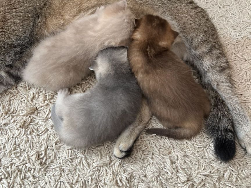 Шотландские золотые шиншиллы котята