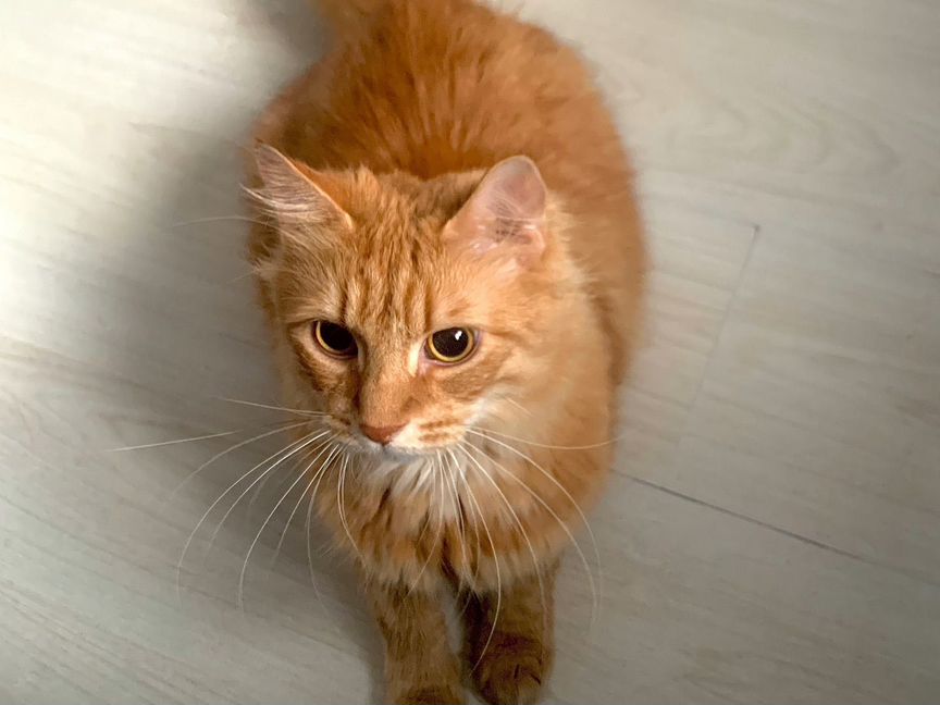 Дарю солнечного котика