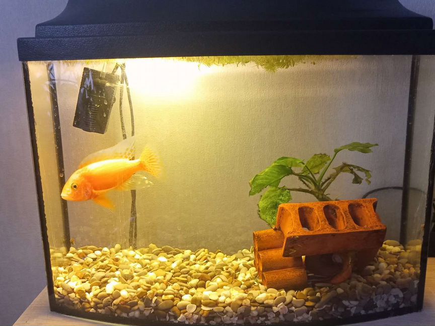 Аквариум с рыбками
