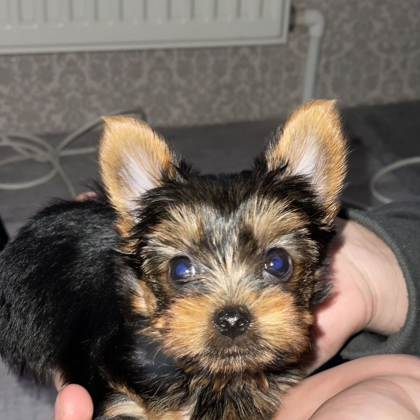 Йоркширский терьер