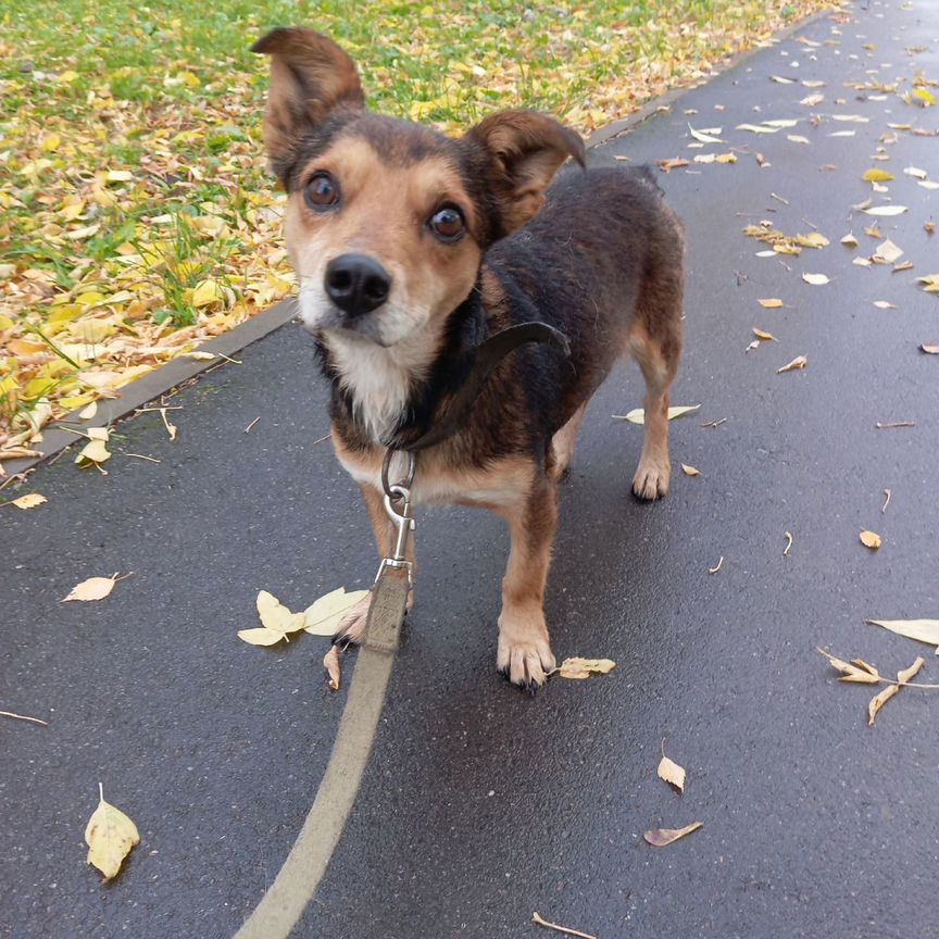 Молодой маленький пес из приюта (35 см)