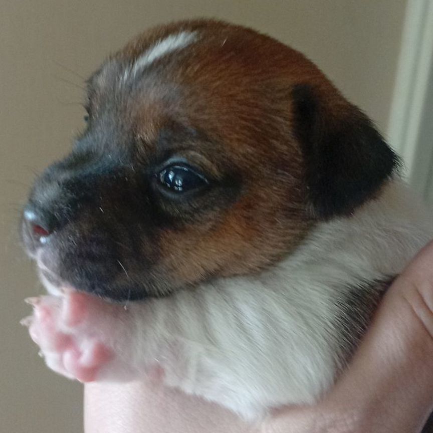 Джек-рассел-терьер, щенок