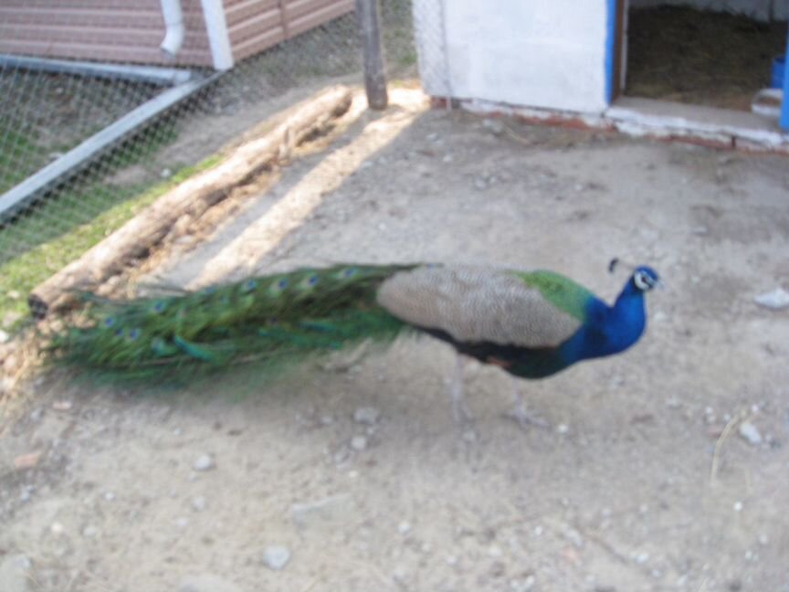 Павлины индийские