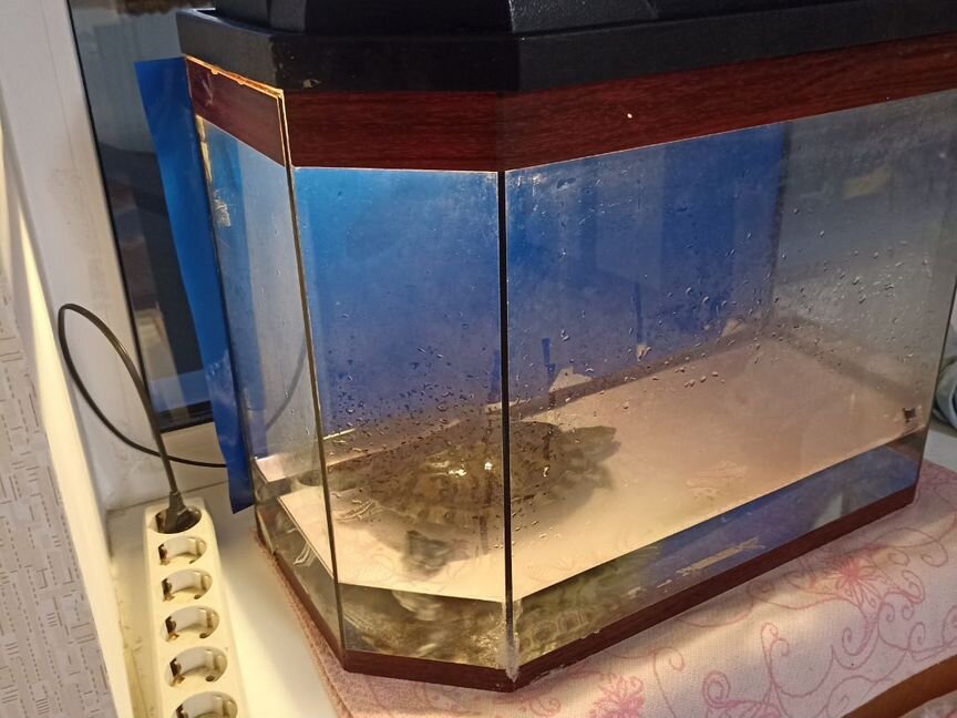 Аквариум с красноухой черепашкой