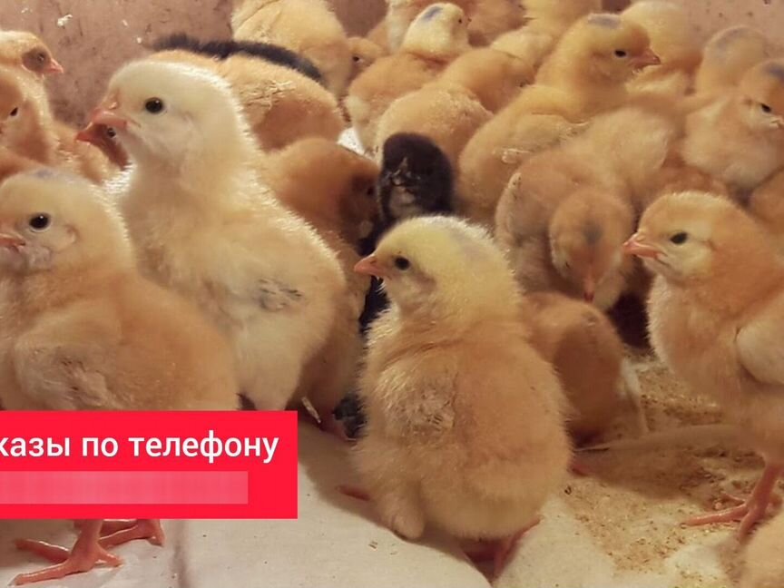 Суточные/подрощенные цыплята/индюшата