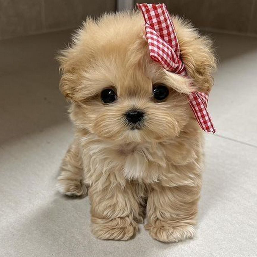 Мальтипу, щенок