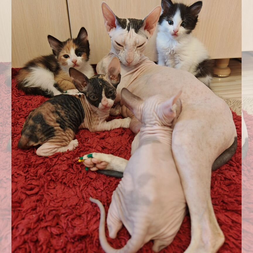 Донской сфинкс котёнок